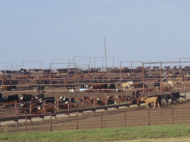 Why Our Beef Over Big Company Feed Lot Cattle